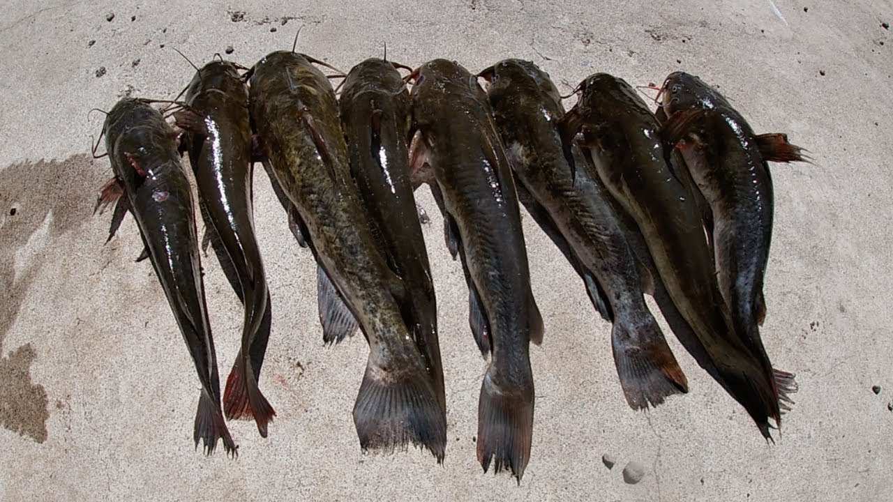 Bullhead Fishing (Catch and Cook) - YouTube