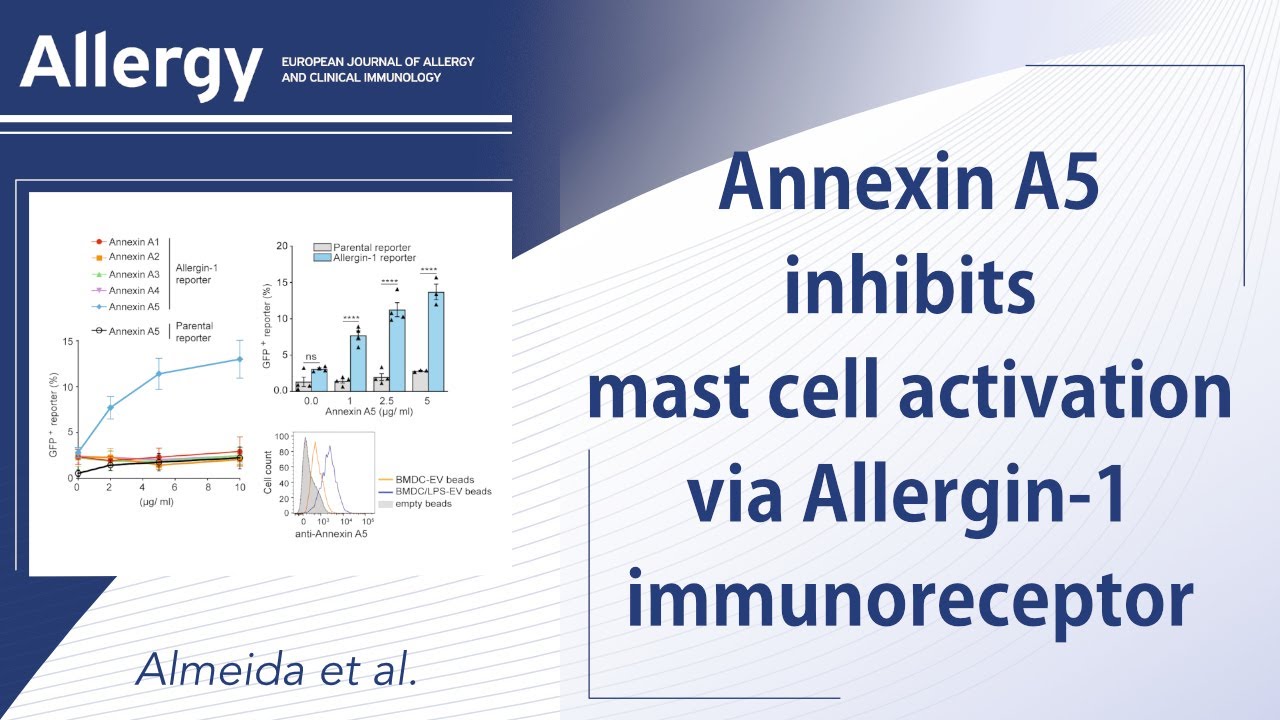 Annexin A5 inhibits mast cell activation via Allergin-1 immunoreceptor ...