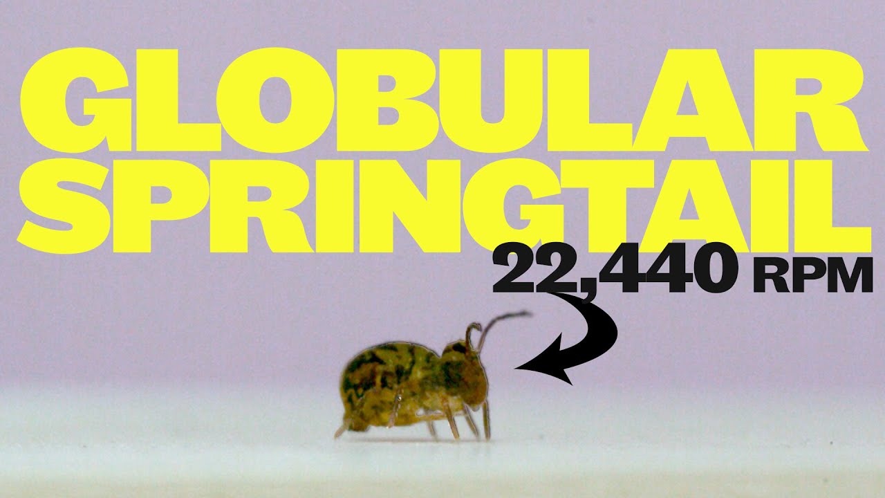 Globular springtails jump and spin faster than any animal on earth ...