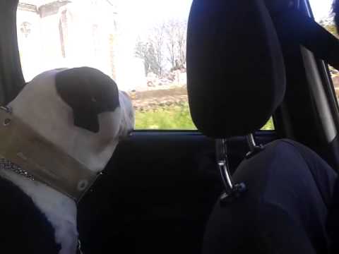 American staff bully a sallie 1 an et adorable :-) - YouTube