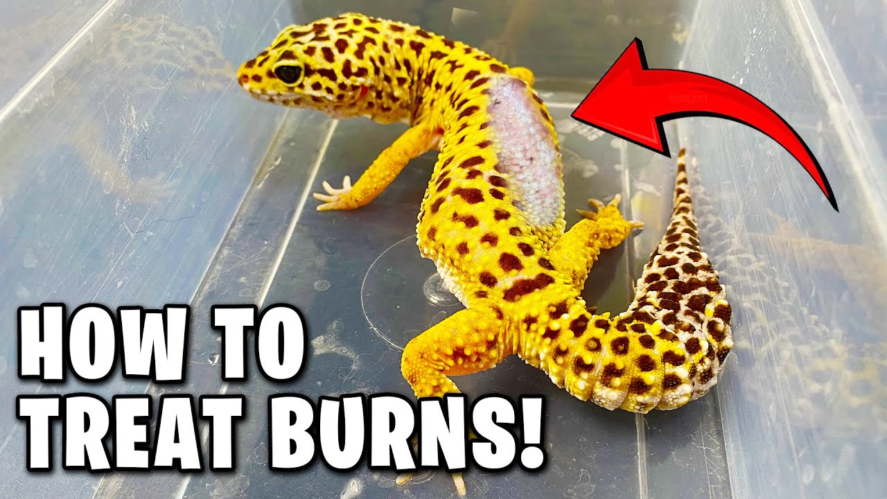 Reptile Burn Treatment - How Do You Treat a Reptile Burn? - YouTube