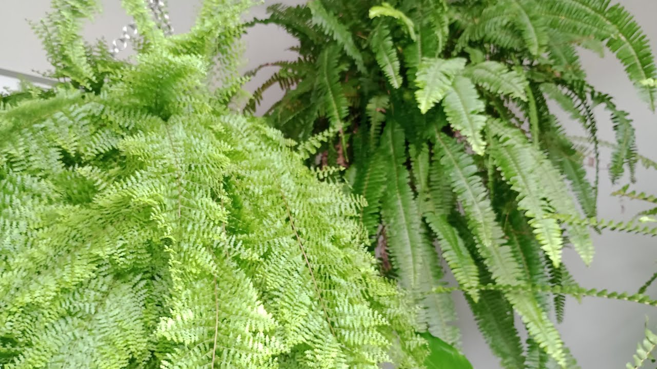SAMAMBAIA MAIS CULTIVADA,ELA TA EM TODAS AS CASA.TUDO SOBRE ELA# ...