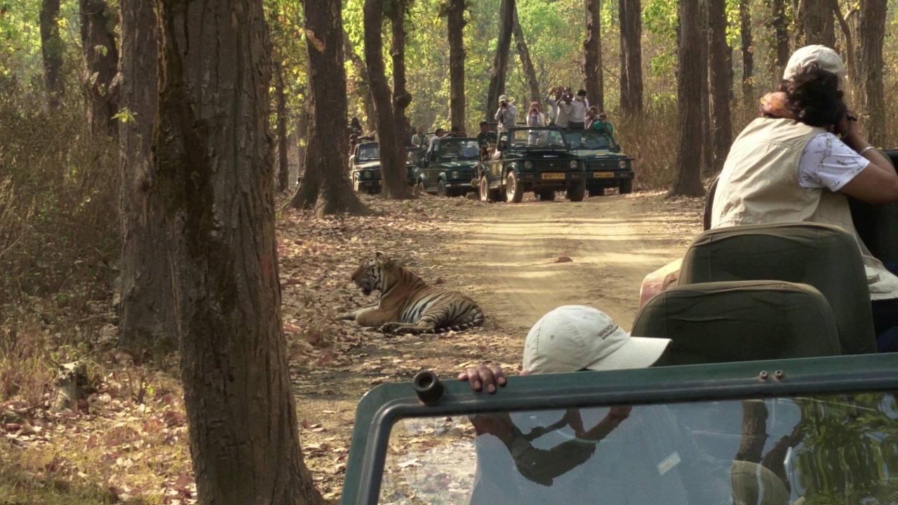 Link 7 @ Chota Munna (Male Tiger) of Kanha National Park, April 2017 ...