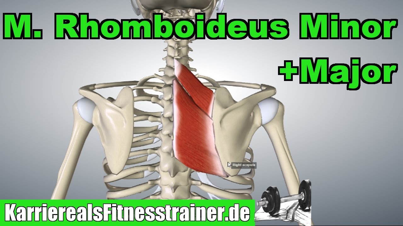 M. Rhomboideus Minor & Major Ansatz Ursprung Funktion Prüfungsstoff ...