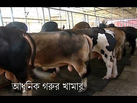 গরু মোটাতাজা করবেন কীভাবে কম খরচে Cow Farm in Bangladesh - YouTube