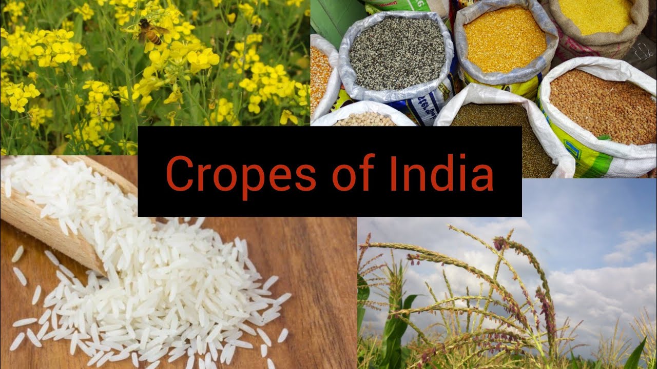 crops of india# 20 most important mcqs of indian crops# Explained in ...
