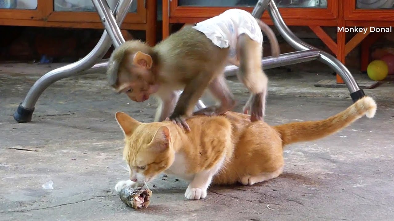 Wow Kitty Cat Allow Baby Monkey Donal Ride On When He Eating Food - YouTube