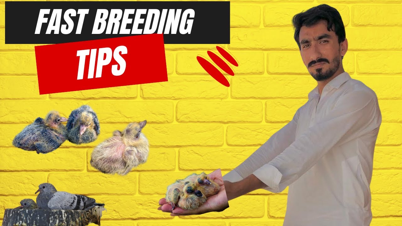 Essential Tips for Successful Pigeon Breeding - YouTube