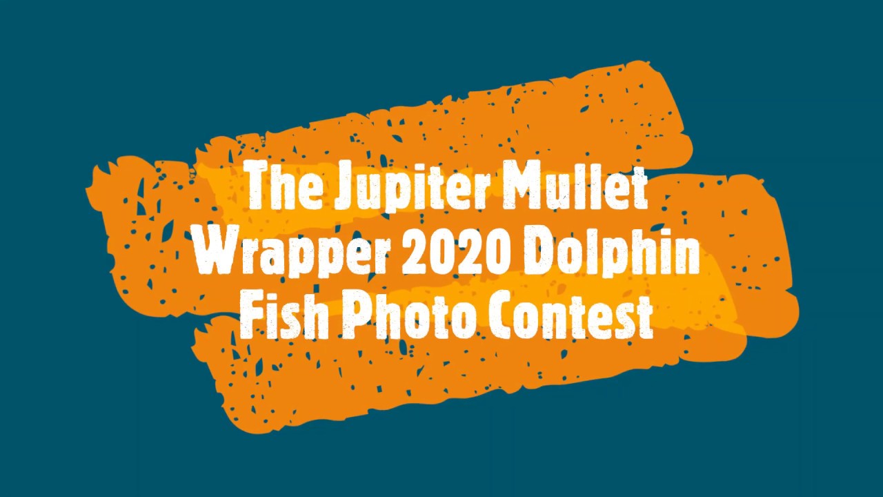2020 Jupiter Mullet Wrapper Dolphin Photo Contest - YouTube
