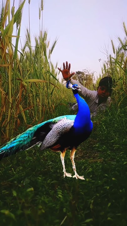 wild animals peacock 🦚/ peacock voice - YouTube