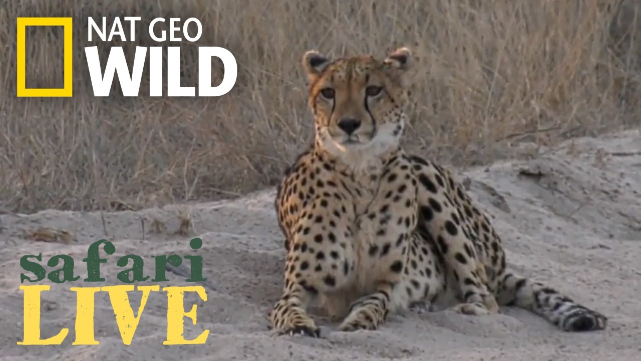 Safari Live - Day 179 | Nat Geo Wild - YouTube