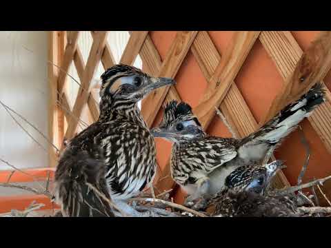 Roadrunner babies October 12, 2020 - YouTube