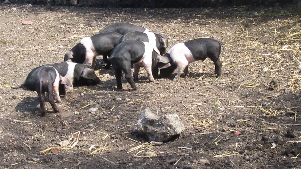 Piglets chilling in the sun , 2nd day out . 14 days old - YouTube