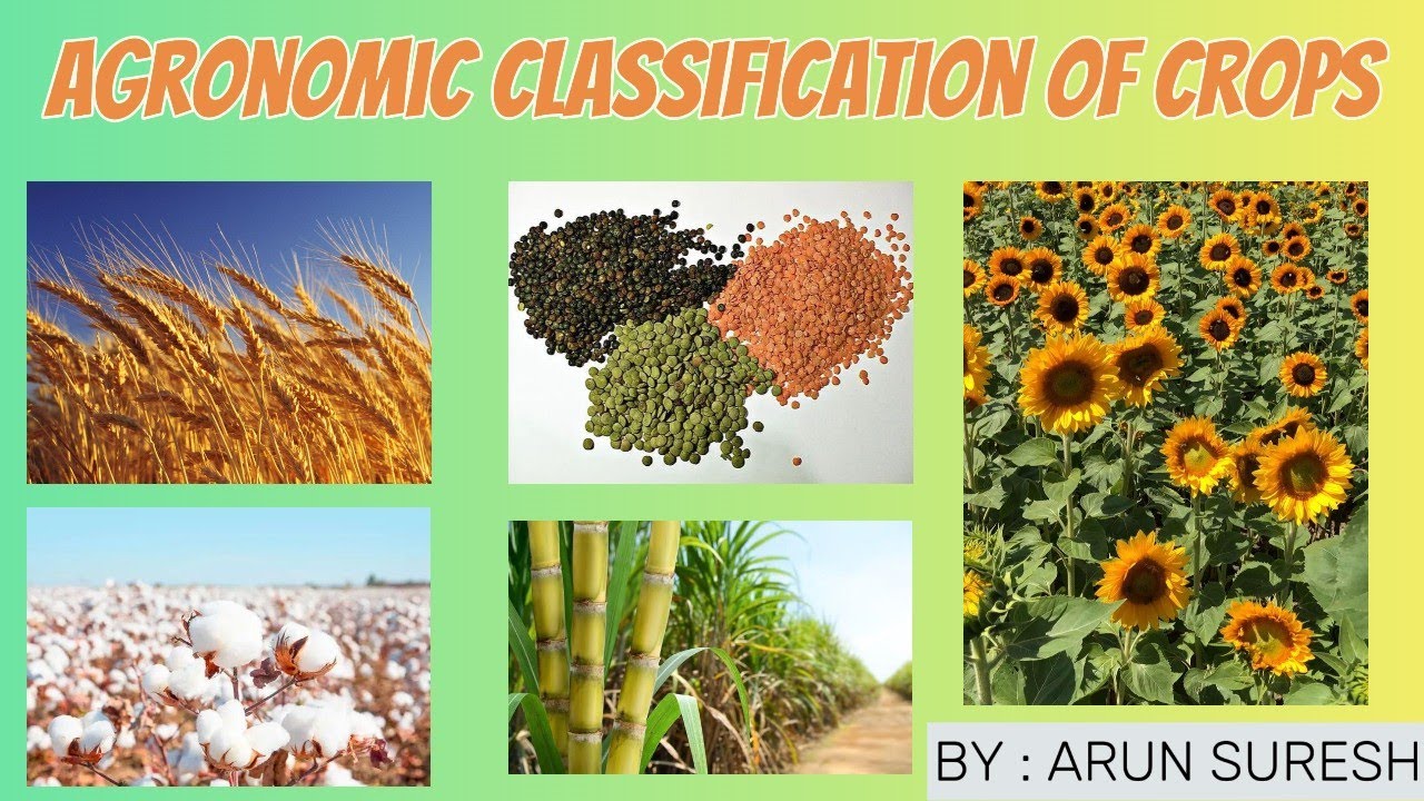 Agronomic Crop Classification Explained: Cereals, Pulses, Oilseeds ...