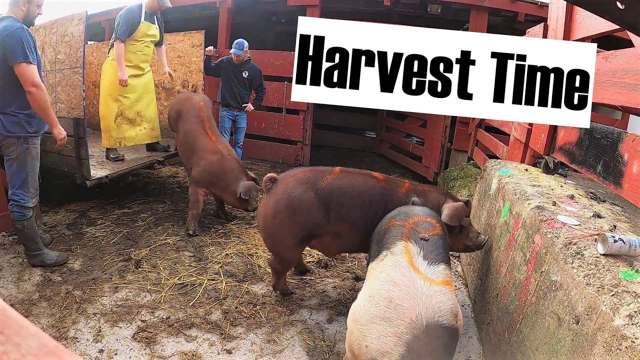 Processing Day For 5 Pasture Raised Pigs (LOAD and Haul!) Harvest Time ...
