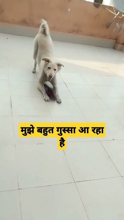 mujhe bhut gussa aarha h # viral # short # trending # video - YouTube