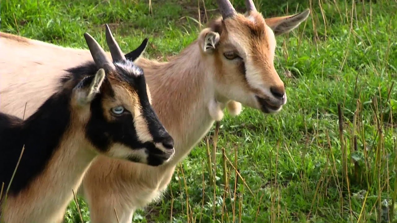 The Fickle Fig Farm - Shaw TV Victoria - YouTube