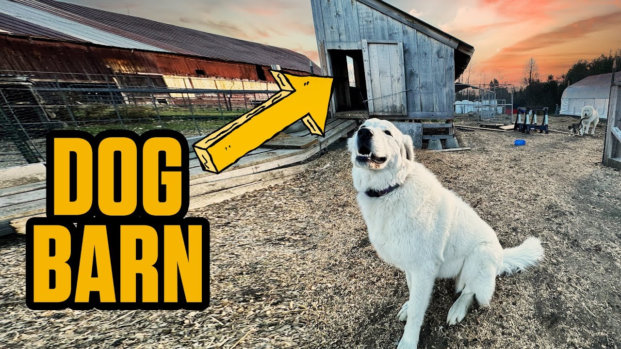 Building an Epic Dog House for My Farm Dogs - YouTube