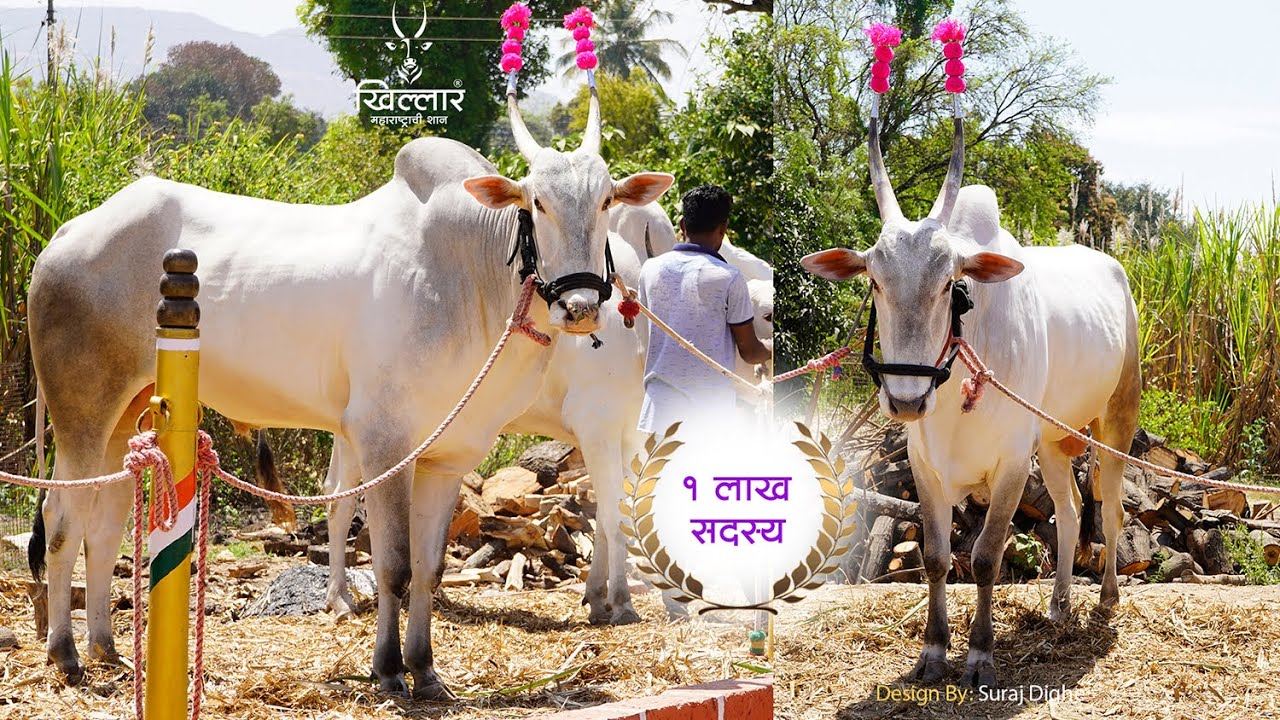 Khillar Maharashtrachi Shaan | बैलजोडी ओळखा स्पर्धा भाग 15 । Khillar ...