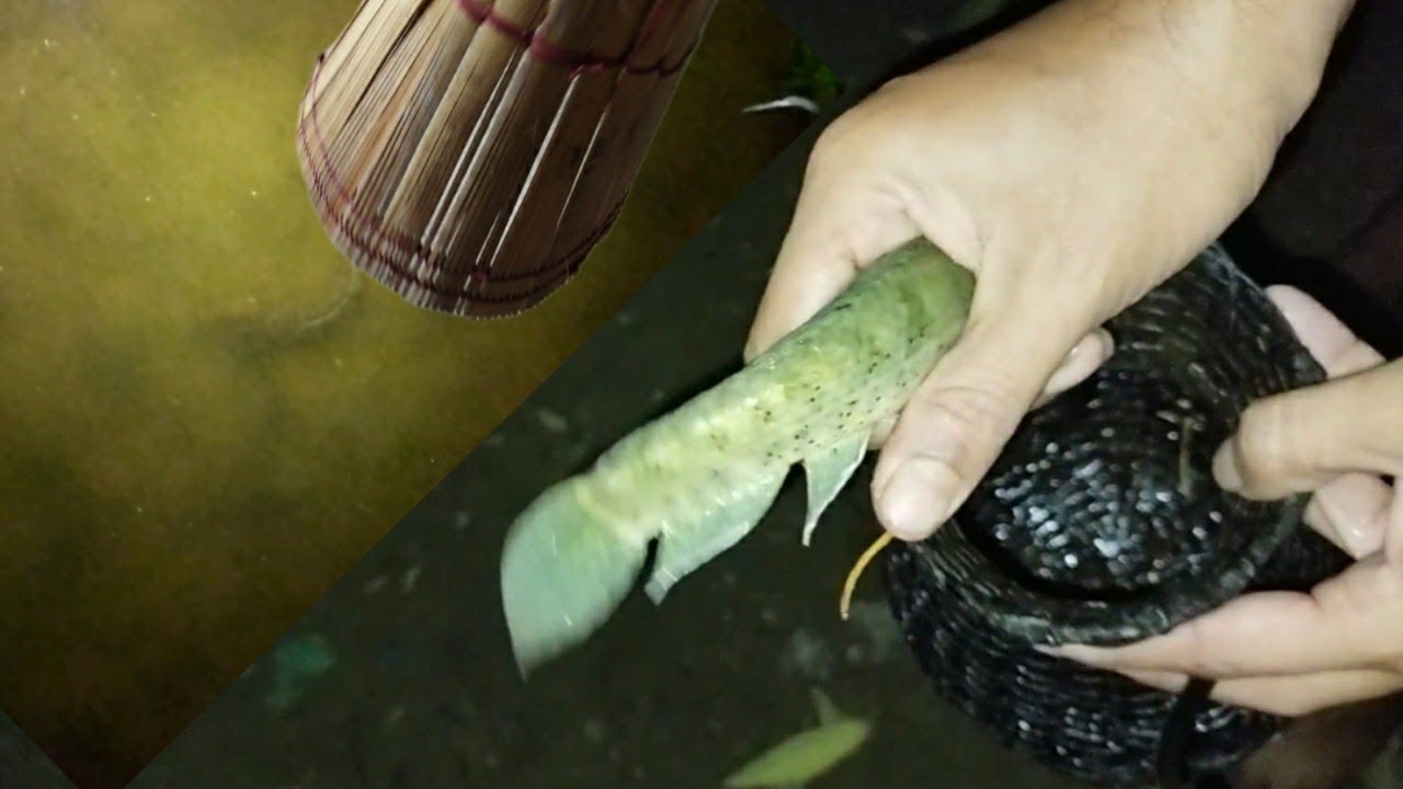Amazing Night fishing. Potharor Goroi mas. Snakehead fish in the Paddy ...