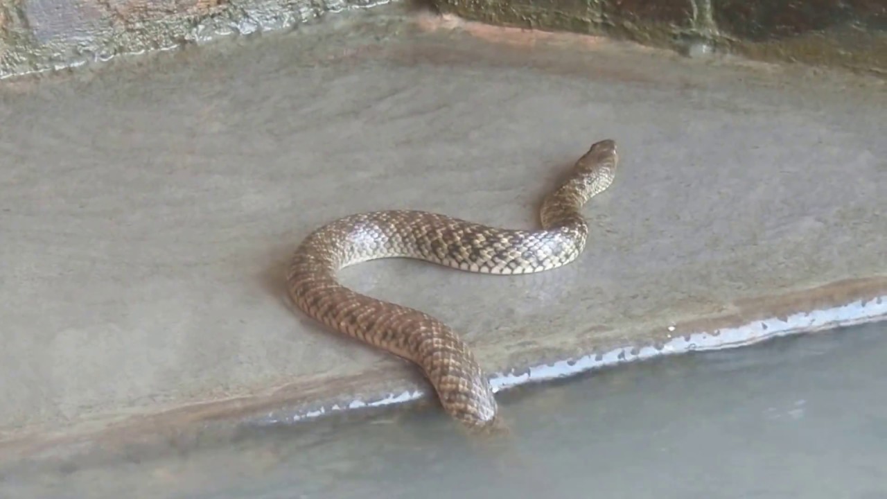 HARIDWAR -Snake of Lord Shiva ? - YouTube