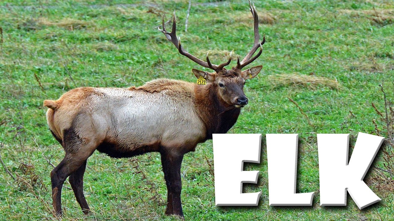 Elk Animal