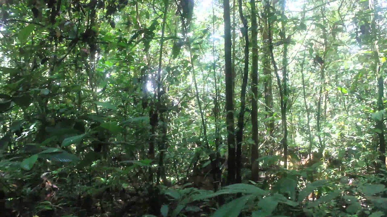 Forêt Tropicale Humide, Borneo Malaisie - YouTube