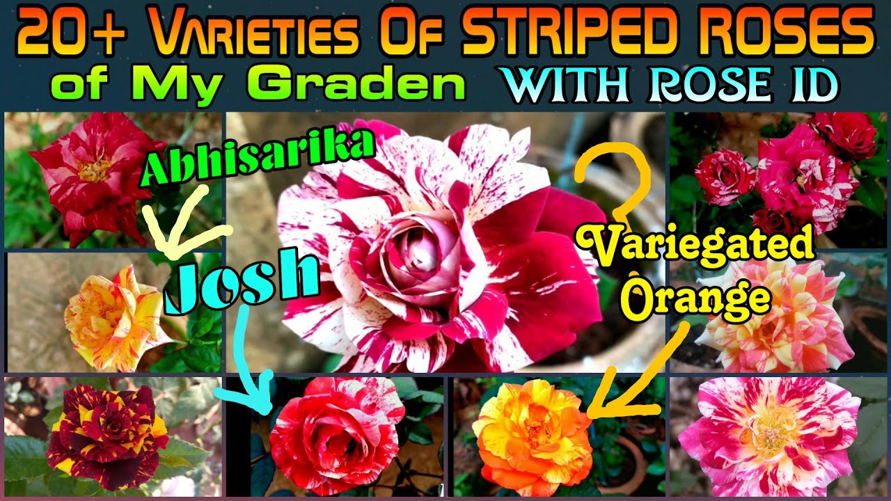 125 - 20+ Varieties Of STRIPED ROSES of My Garden || With Rose Identity ...