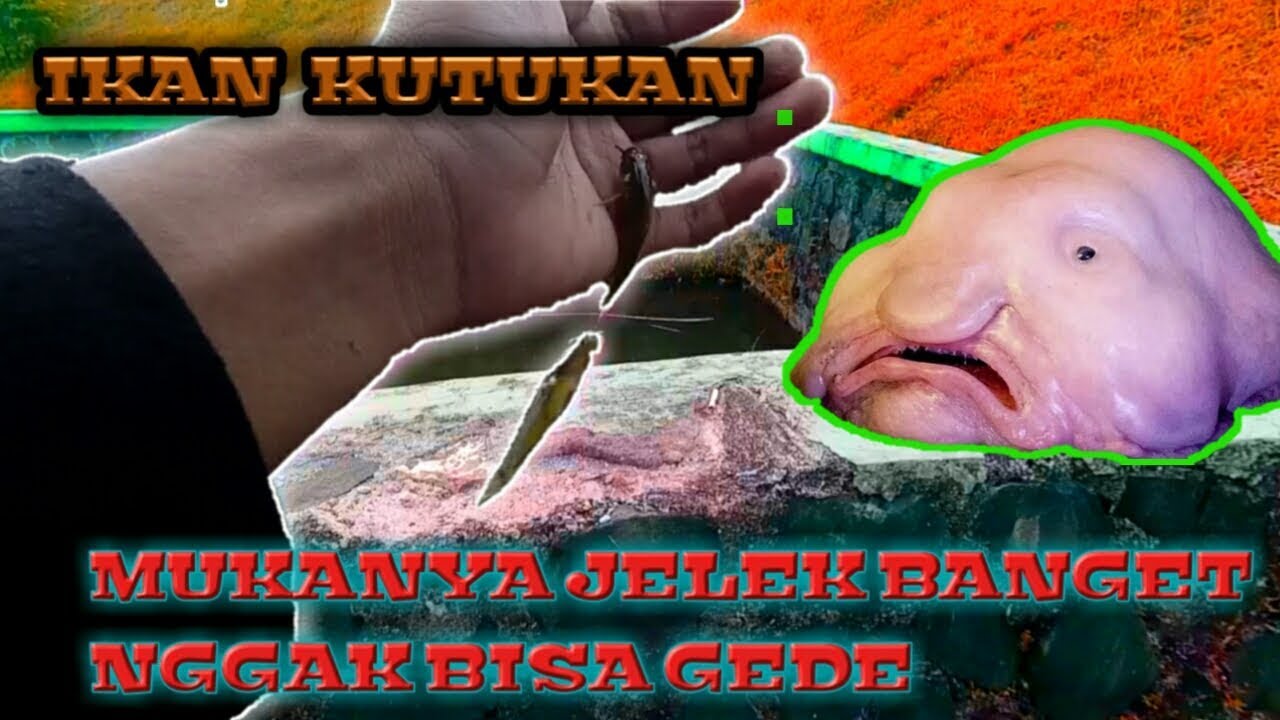 Mancing ikan boso STRIKE IKAN muka aneh - YouTube