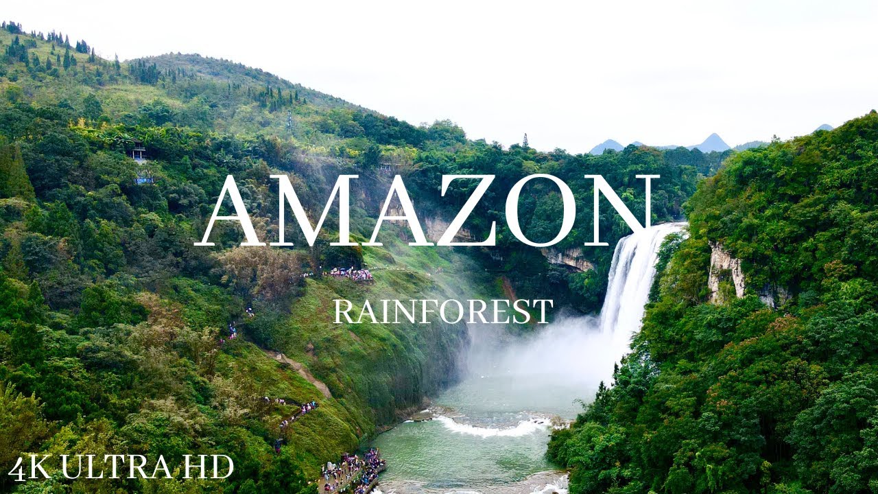 THE AMAZON RAINFOREST | Amazon Jungle | copyright free nature videos ...