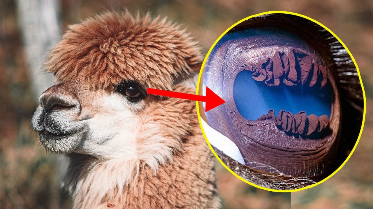 Pupil of Llama | Eye of Llama | Animals Eyes - YouTube