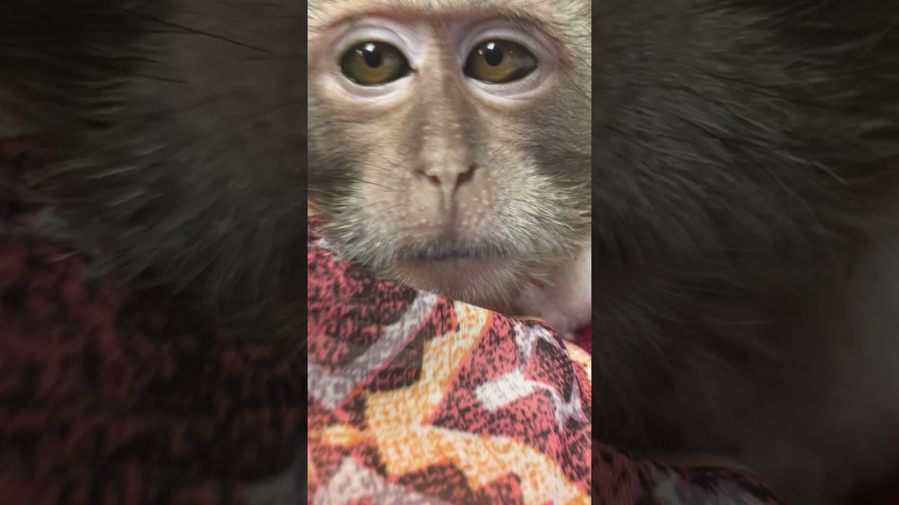 Monkey Talking!!!!!! - YouTube