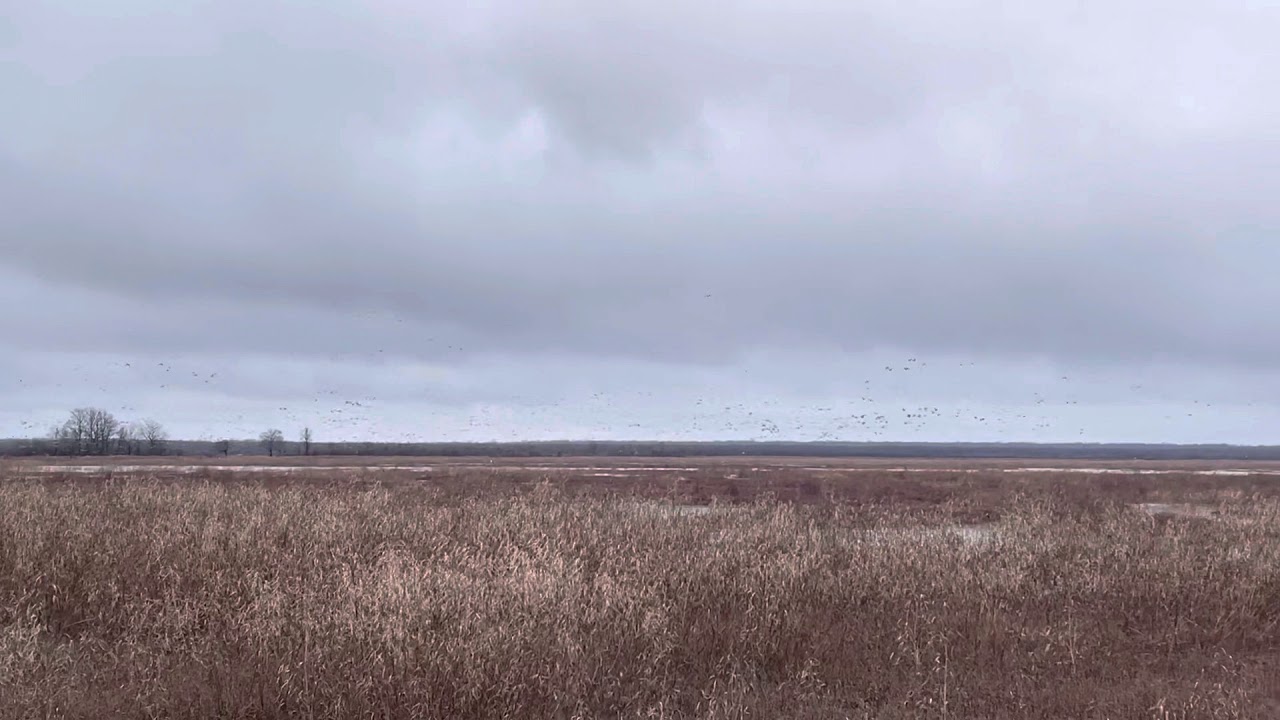 Mahannah WMA Unit 12 on 1/22/2021 - YouTube