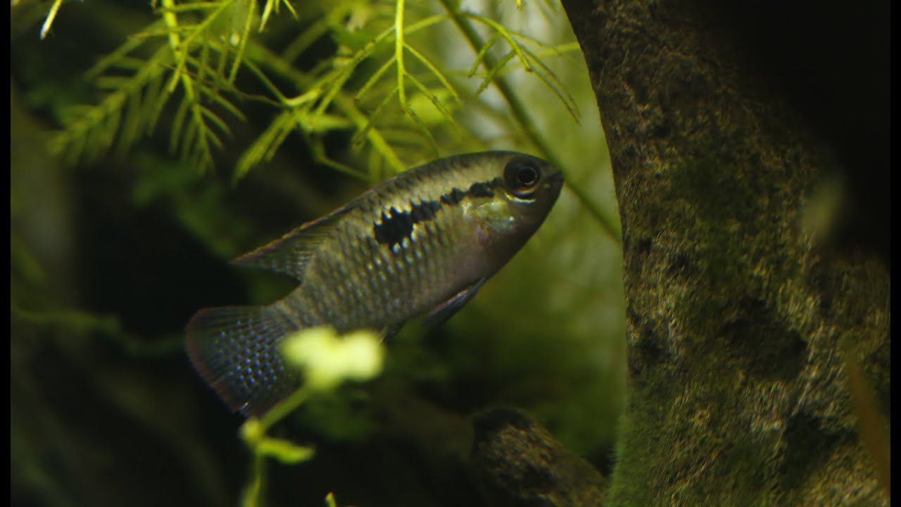 Red Breasted Acara(Laetacara dorsigera) - YouTube