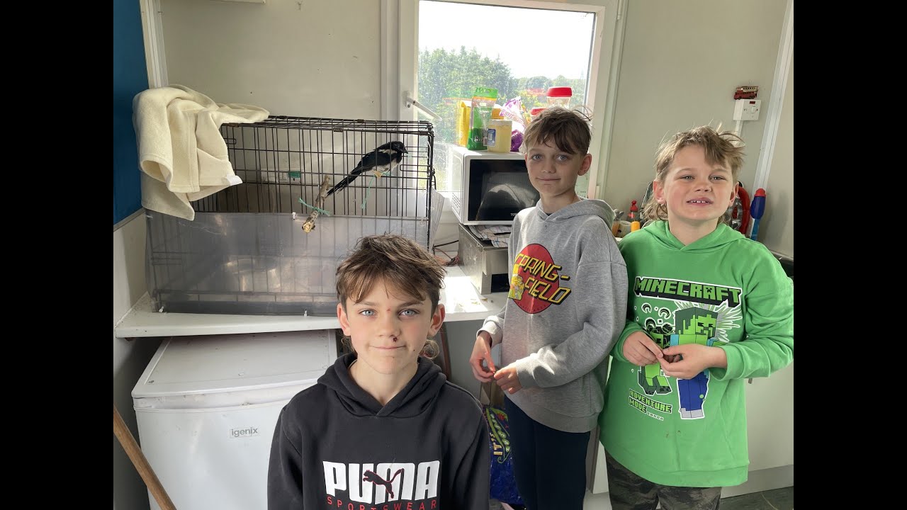 3 Brothers hand feed rescued injured Baby Magpie - YouTube