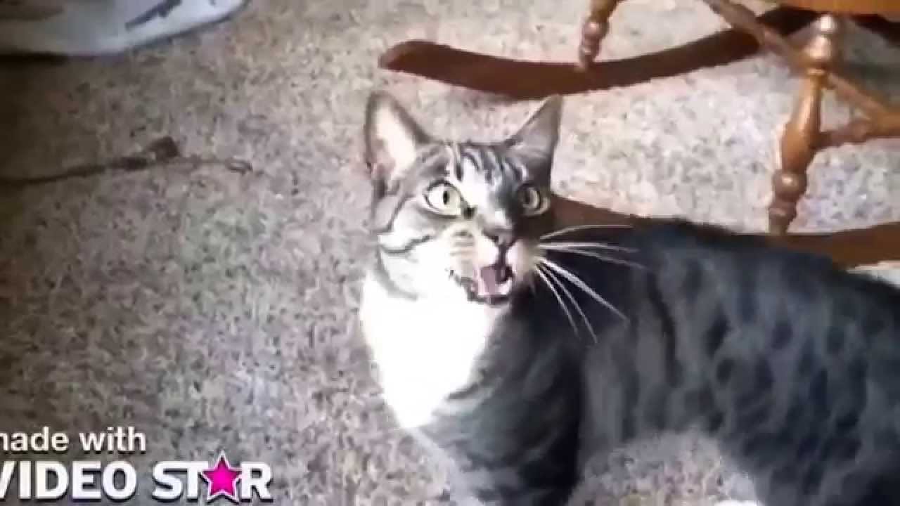 Good Feeling - Singing Cats - YouTube