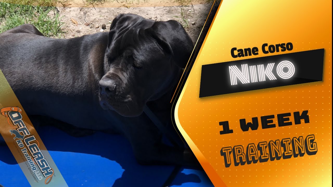 75 Cane Corso Trainers Near Me Picture Bleumoonproductions 75-cane-corso-trainers-near-me-picture-bleumoonproductions