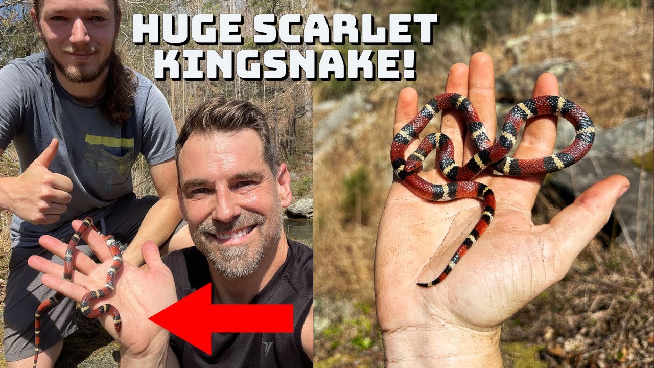 Georgia Snake Hunting with Bob! Finding Stunning Kingsnakes Under Rocks ...
