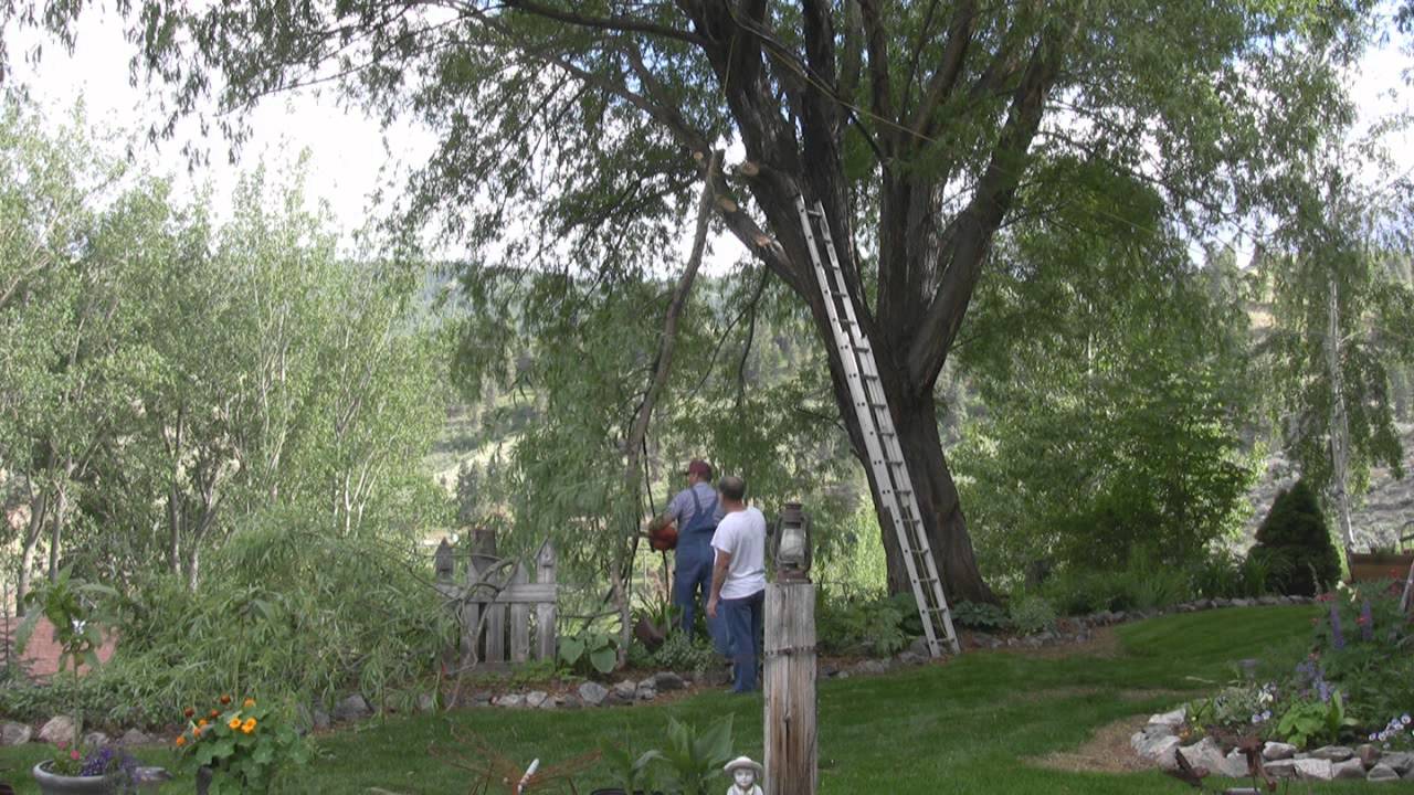 man vs tree - YouTube