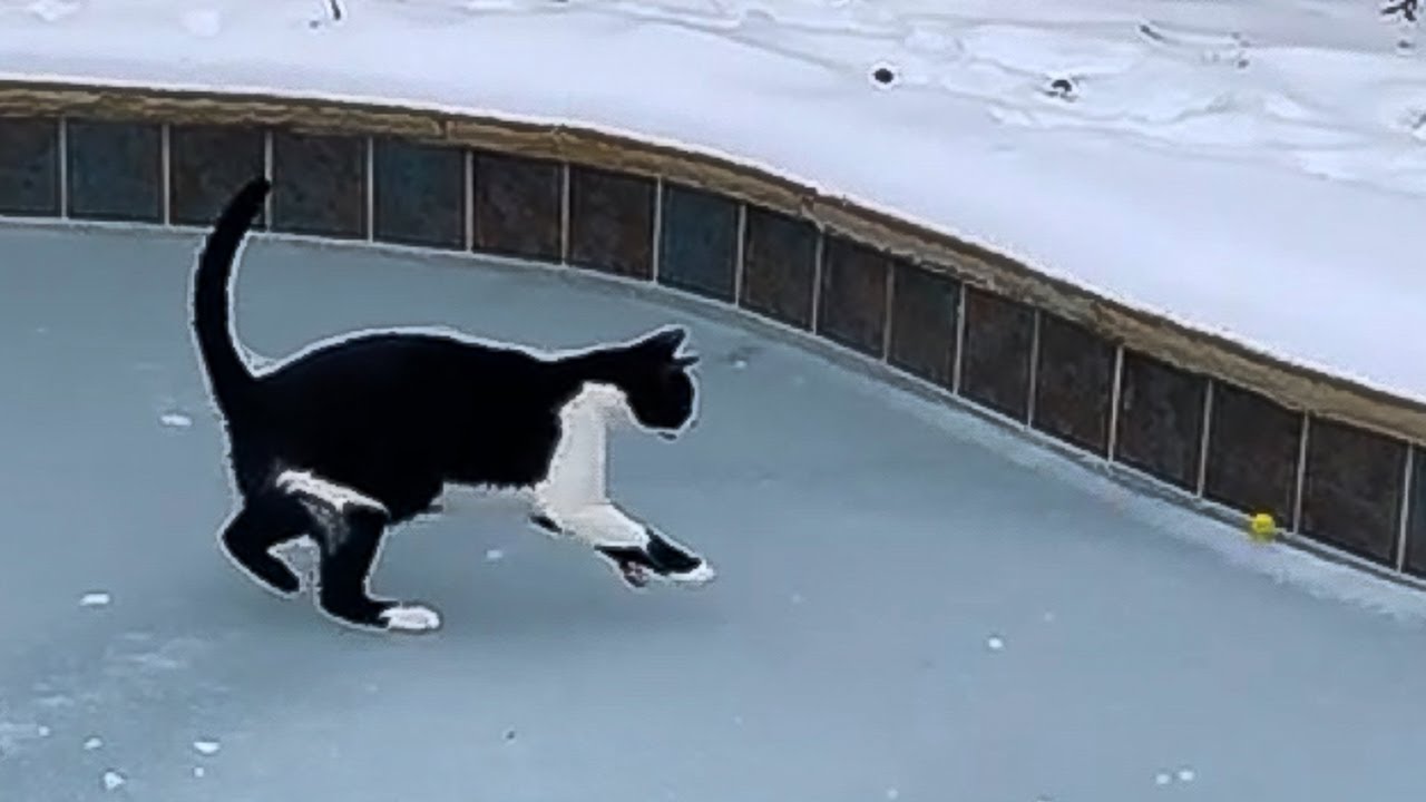 Bandit on Ice (cat on frozen pool during Texas freeze 2021) - YouTube