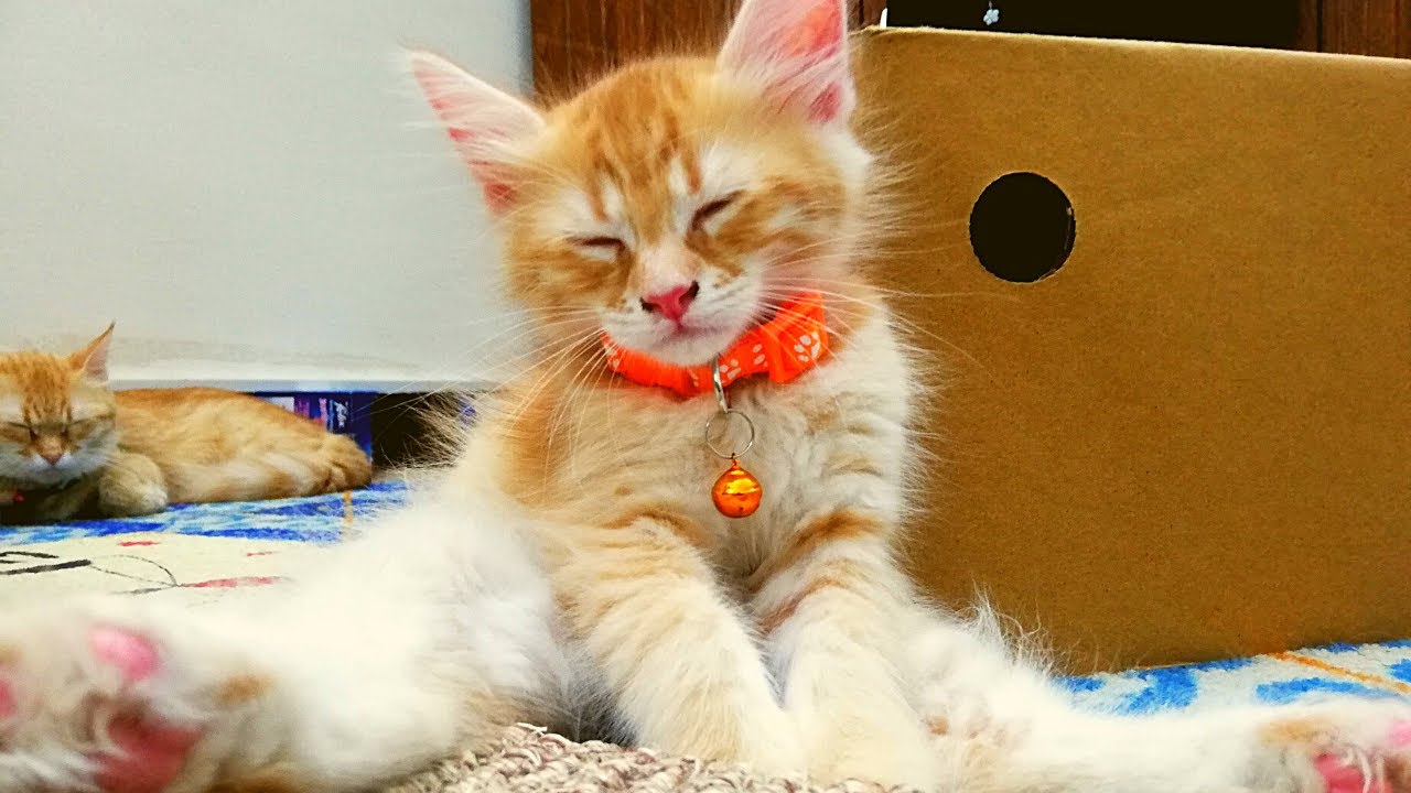 How Pet Cats Make Us Happy At Home | Day 118 | MY CAT HOME. - YouTube