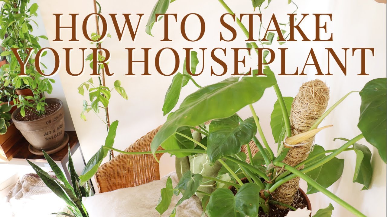 How To Stake A Houseplant | 𝚜𝚒𝚕𝚎𝚗𝚝 𝚟𝚕𝚘𝚐 | - YouTube