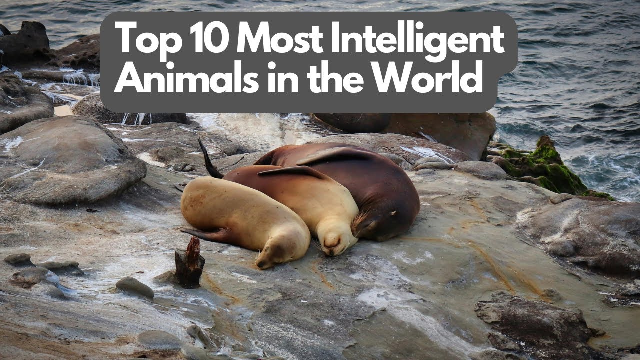 Top 10 Most Intelligent Animals in the World - YouTube