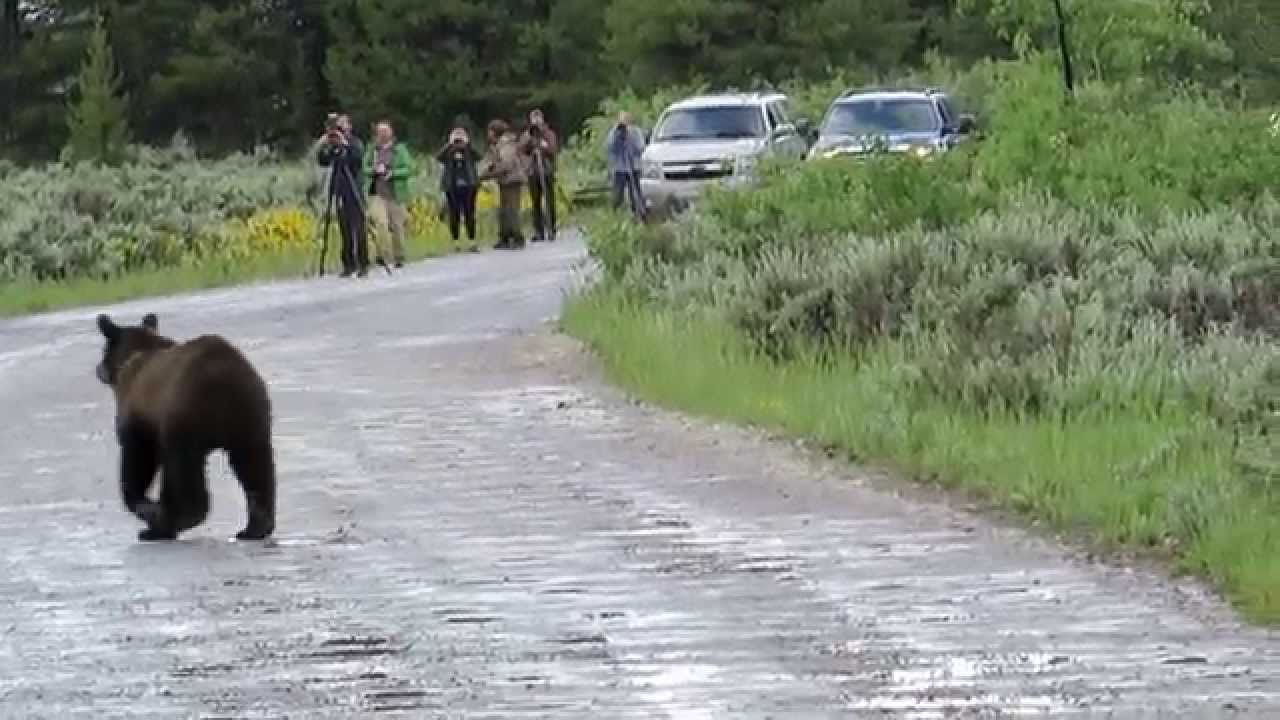 Grizzly Bears chasing each other. - YouTube