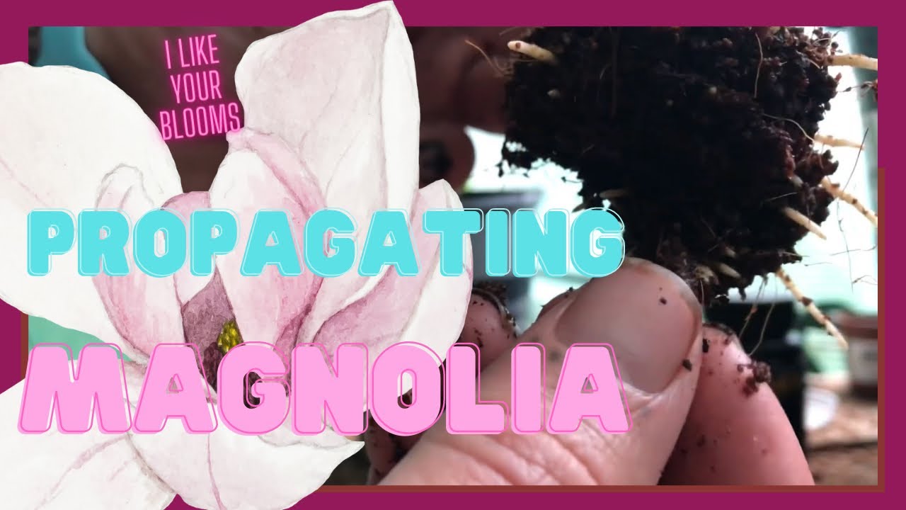 Mastering Magnolia Propagation: Step-by-Step Techniques for Thriving ...