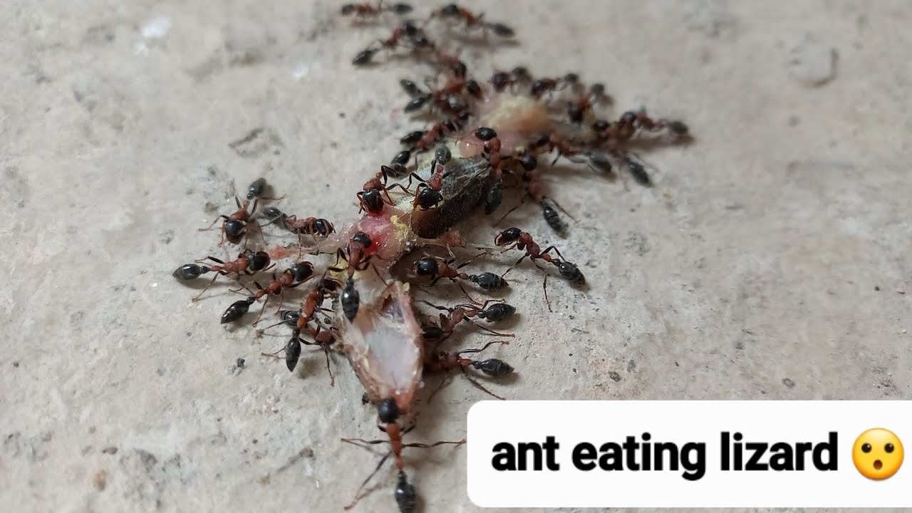 Ant eating Lizard - YouTube