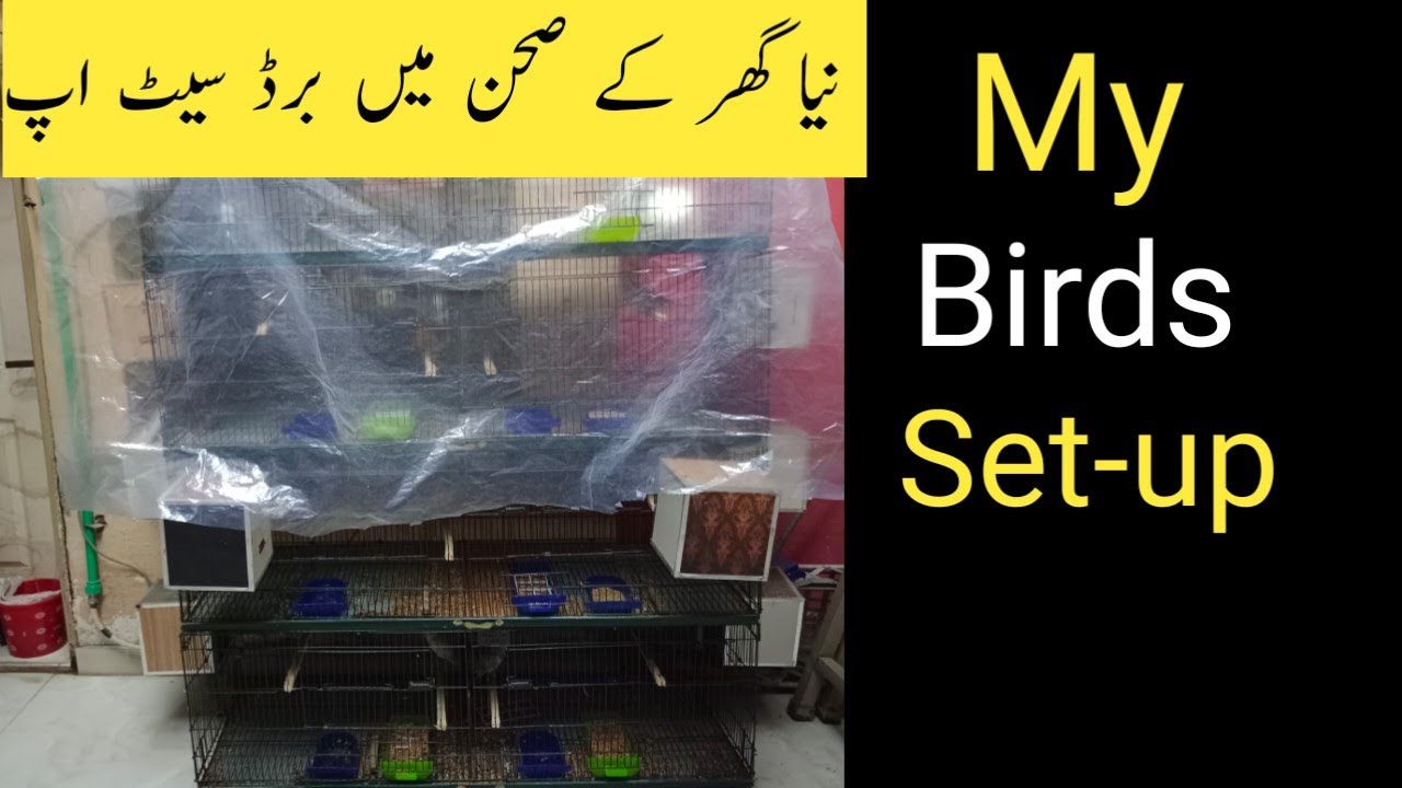 My Birds breeding Setup || Birds Lovers || Birds Business || Home Setup ...