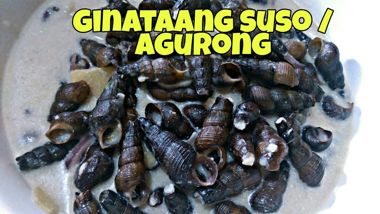 Ginataang Suso Recipe Freshwater Snail In Coconut Milk YouTube ginataang-suso-recipe-freshwater-snail-in-coconut-milk-youtube