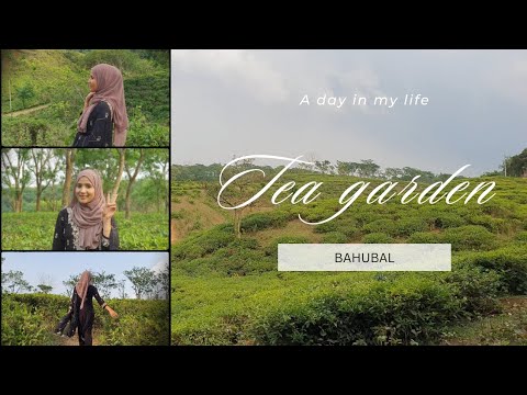 Bahubal Tea Garden || Rubber Garden || Bahubal Sylhet || Jannatul ...