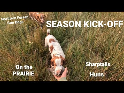 Season Kick-off!! On the prairie chasing sharptails and huns. - YouTube